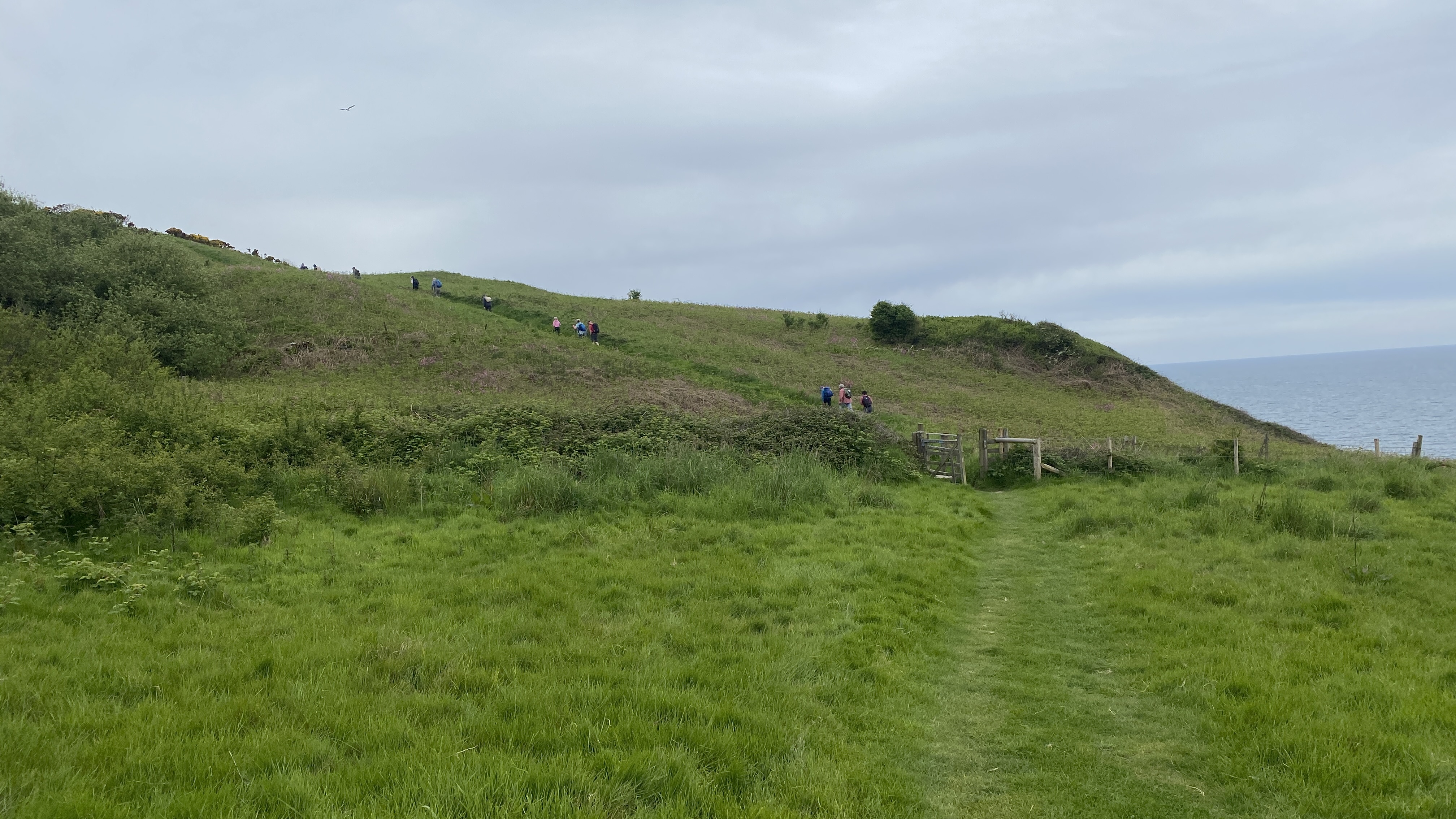 New Quay circular - Merthyr Valley Ramblers